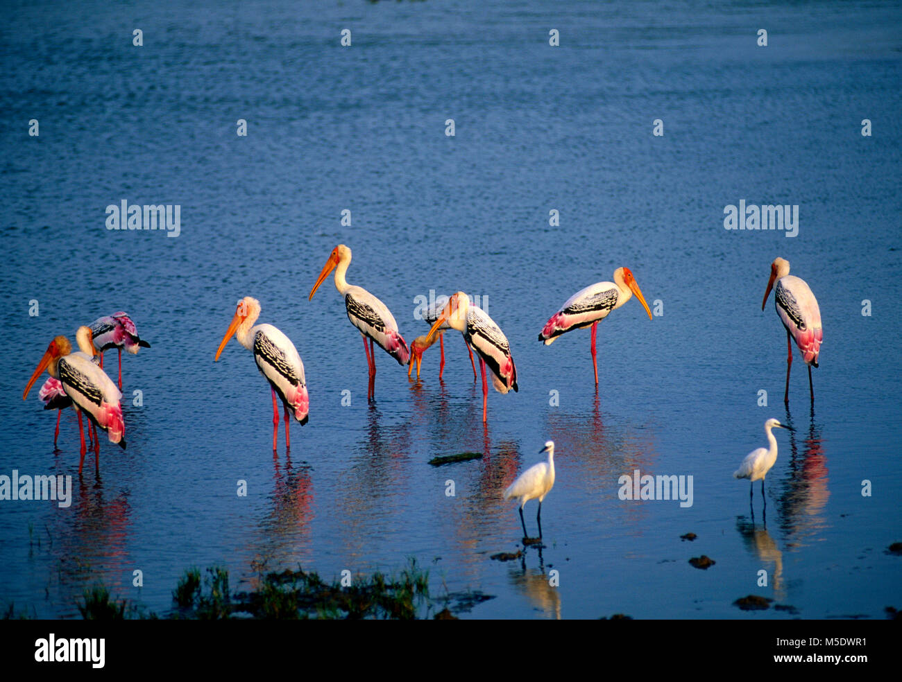 Painted Stork, Mycteria leucocephala, Ciconiidae, Stork, flock, bird ...