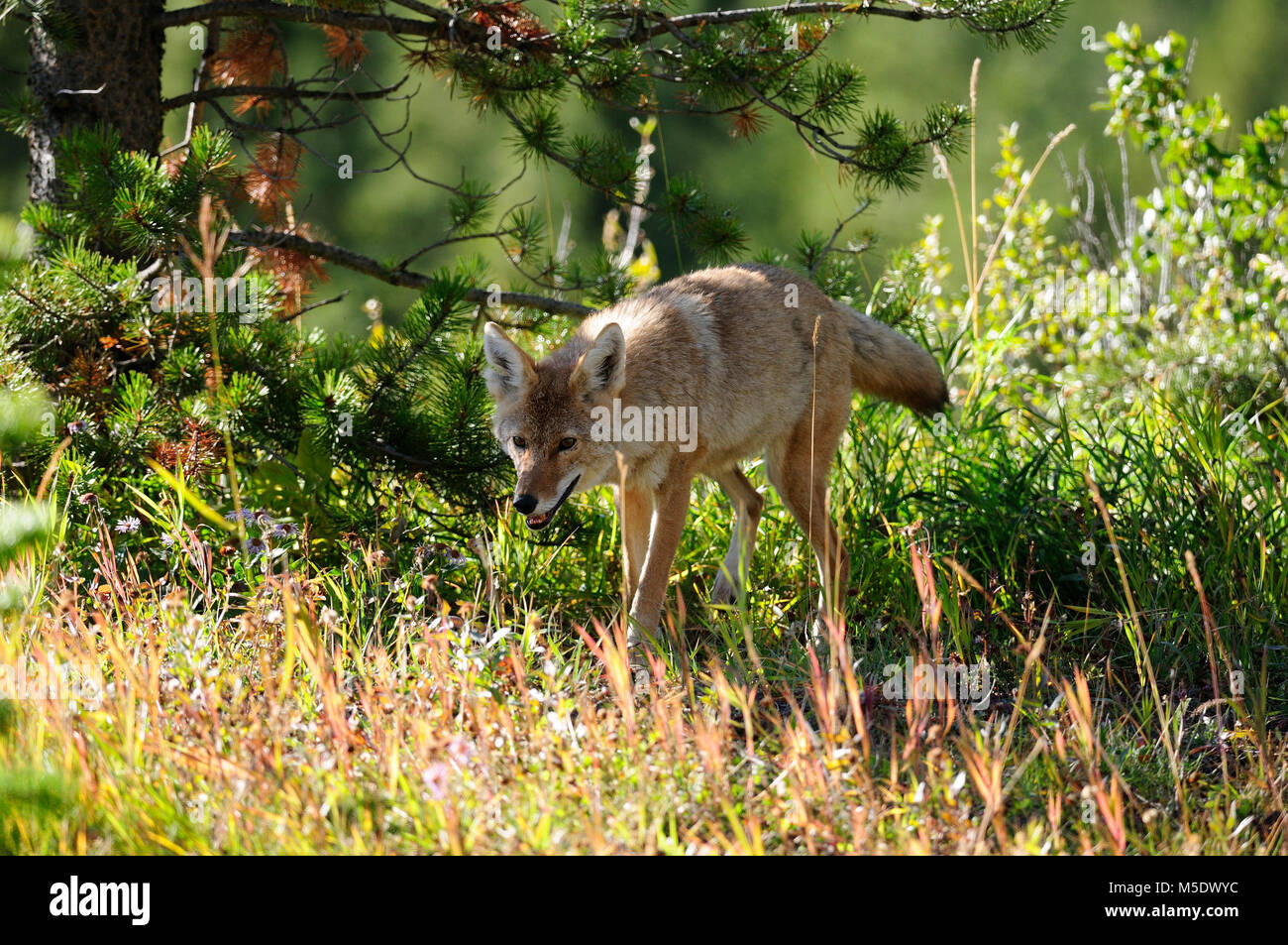 Coyote, Canis latrans, Canidae, mammal, animal, Highwood pass, Peter ...