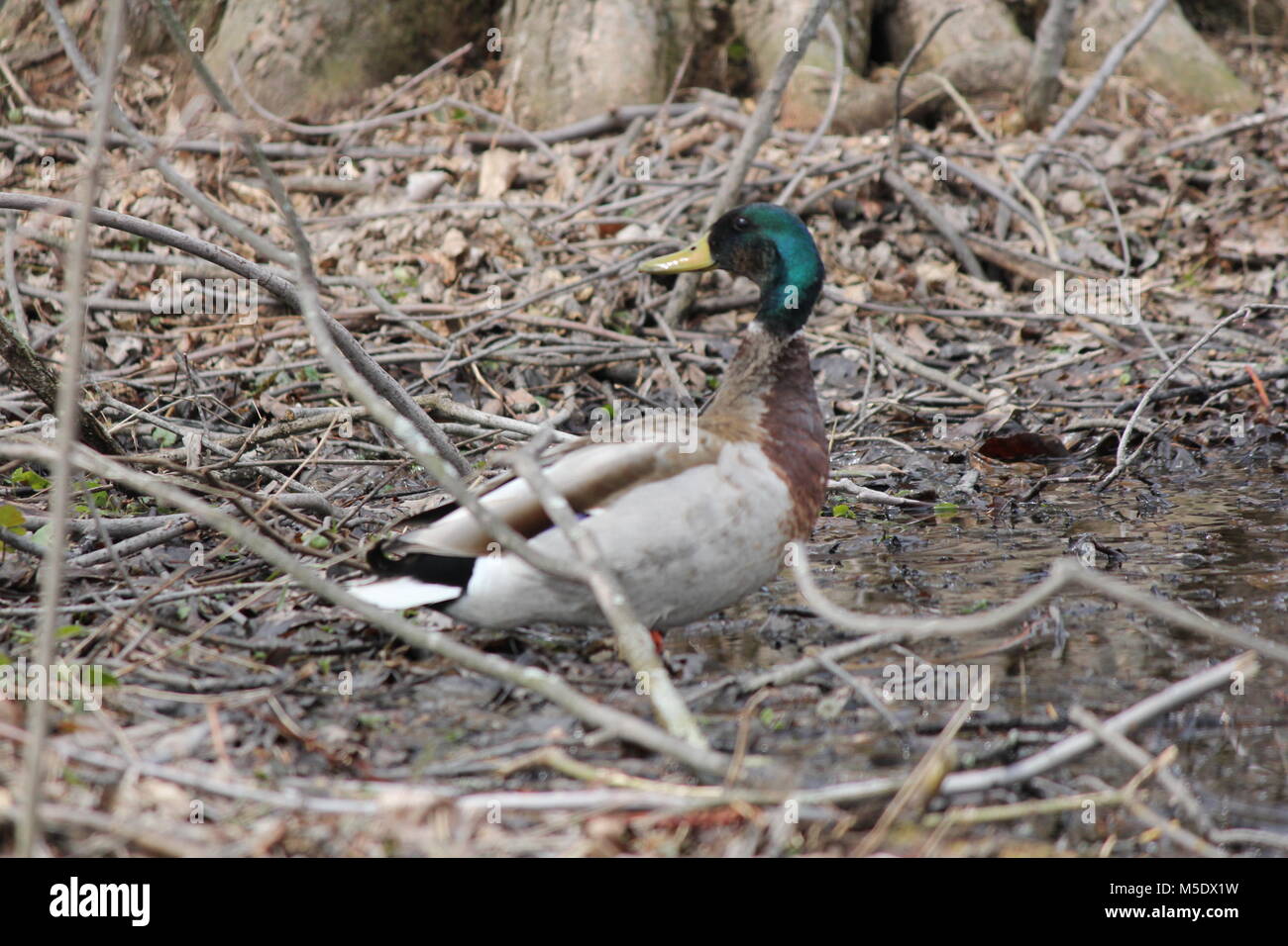 Mallard (Drake) in a small clearing in a bushy area Stock Photo - Alamy