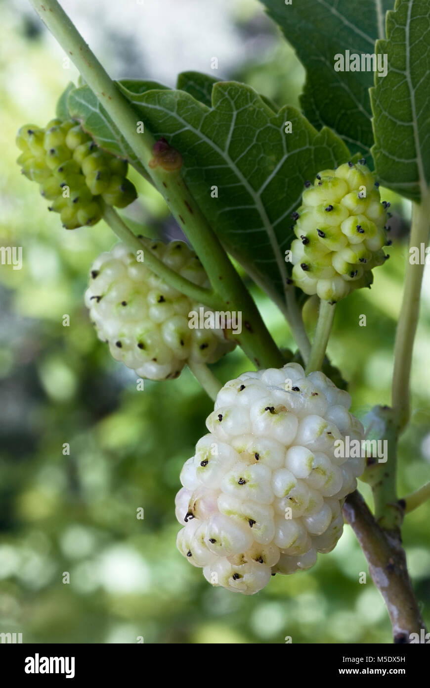 White mulberry tree hi-res stock photography and images - Alamy