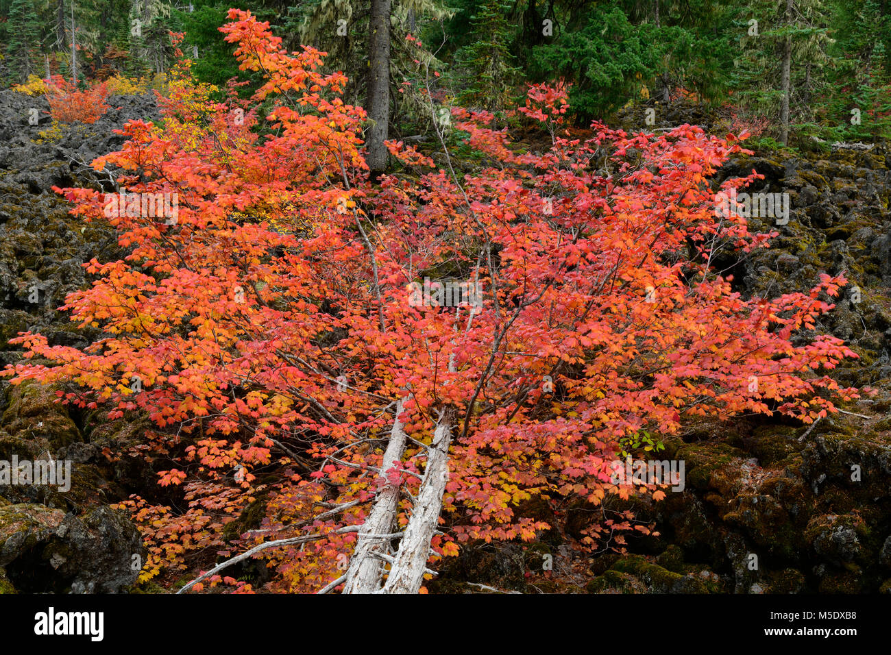 North America, USA, Oregon, Pacific Northwest, Central Oregon ...