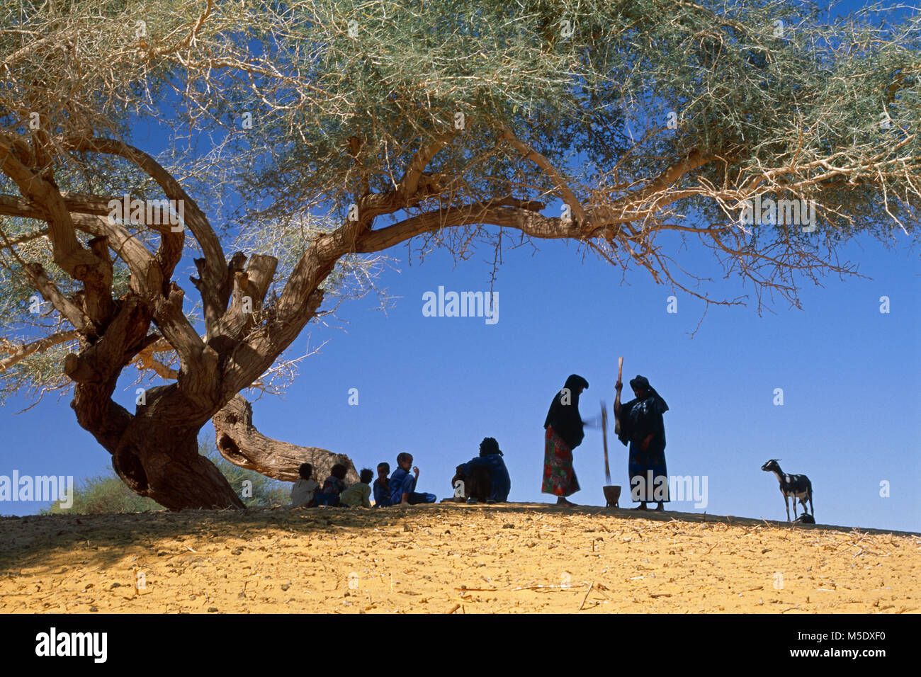 Tenere tree sahara hi-res stock photography and images - Alamy