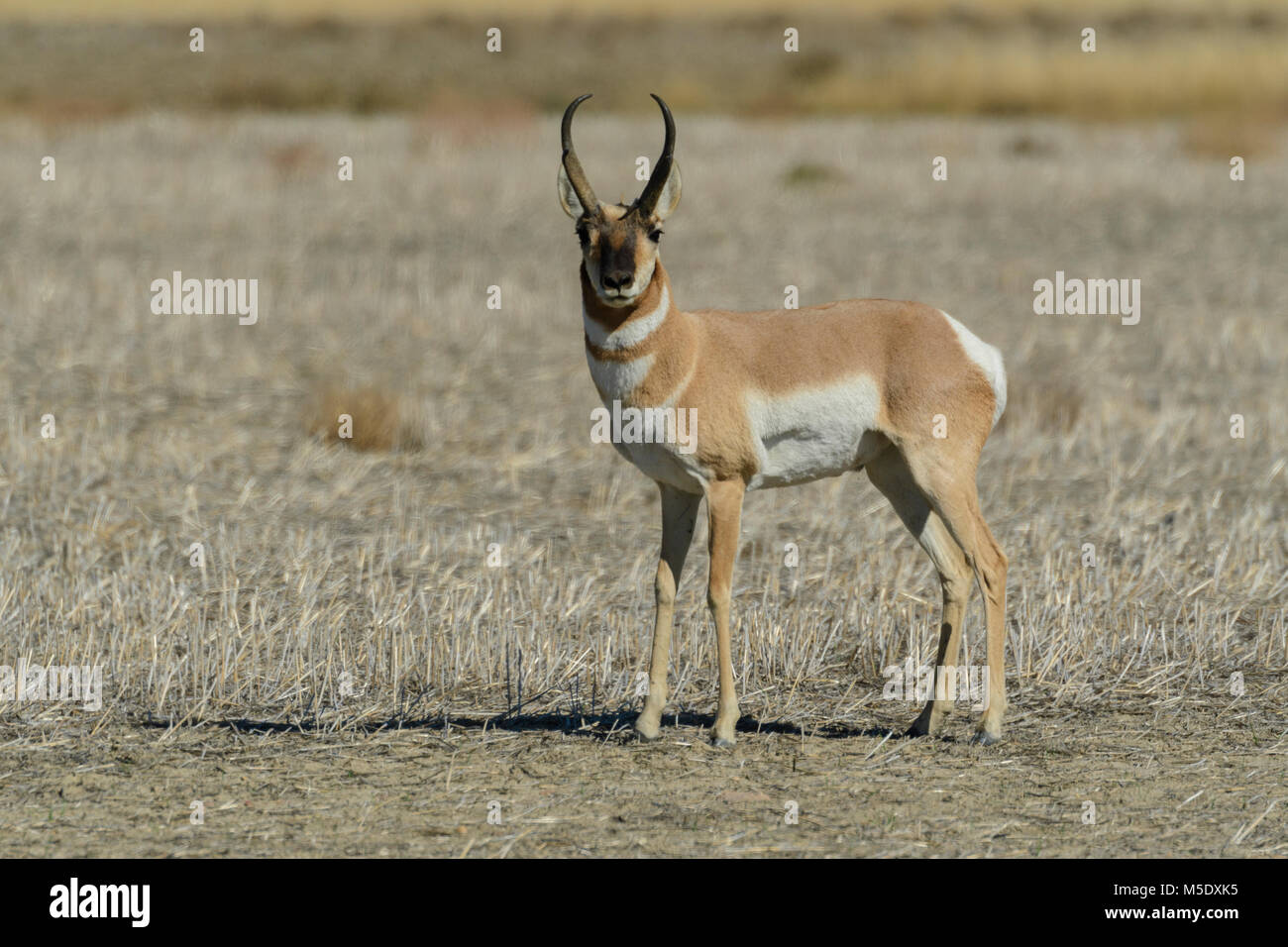 North America, USA, Great Plains, Montana, Bear Paw Battlefield, Nez ...
