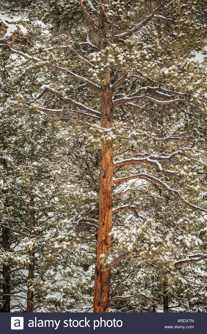 Lodgepole High Resolution Stock Photography and Images - Alamy