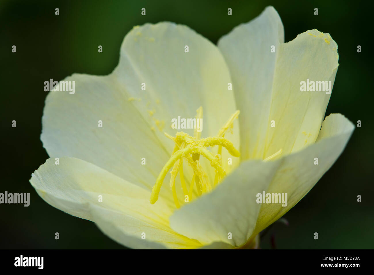 Oenothera 'Lemon sunset', (Evening primrose Stock Photo - Alamy