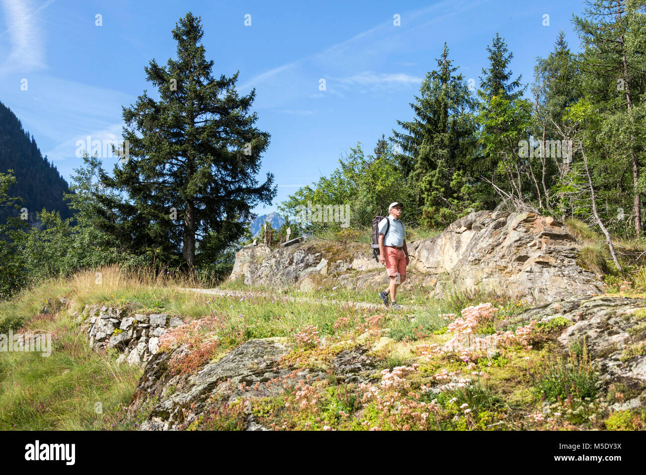 The Alps, walk, footpath, trees, green, blue, mountains, mountain Stock ...