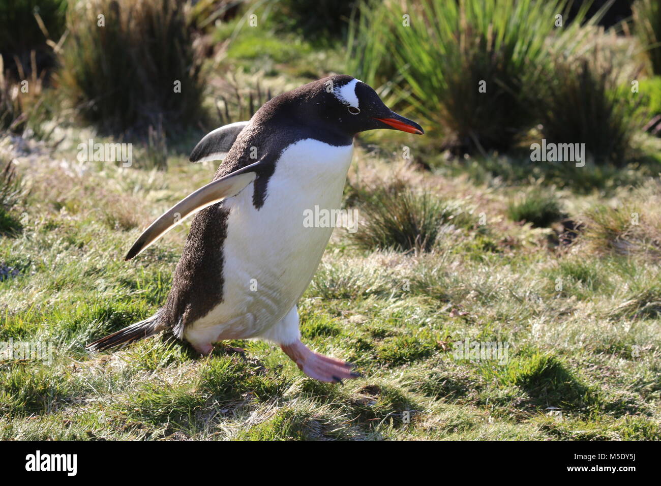 South Georgia penguin bird life Stock Photo - Alamy