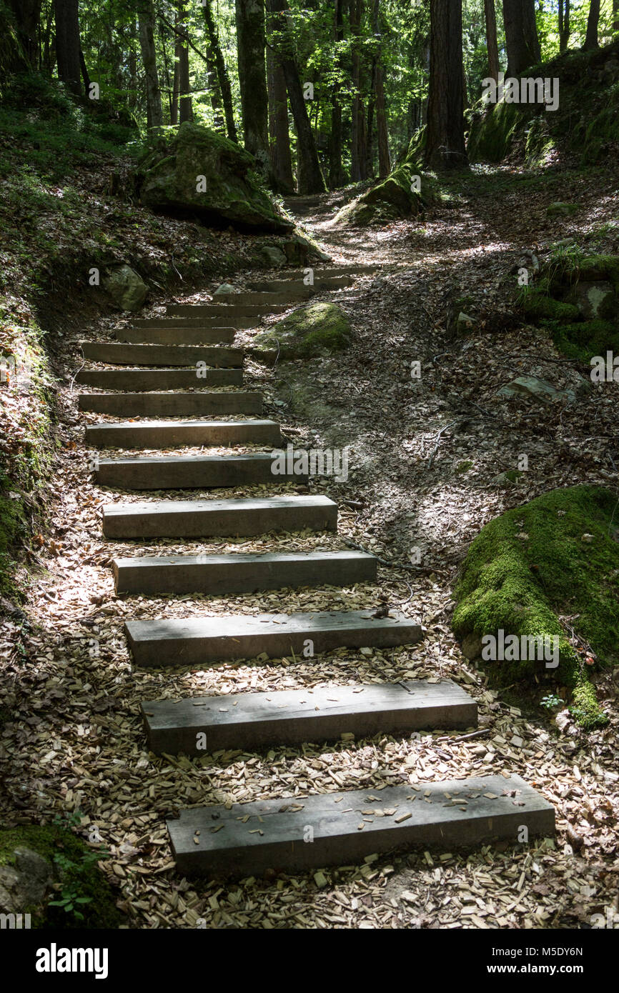 Wood, walking, Hiking, stair, wooden stair, green, summer, forest stair ...
