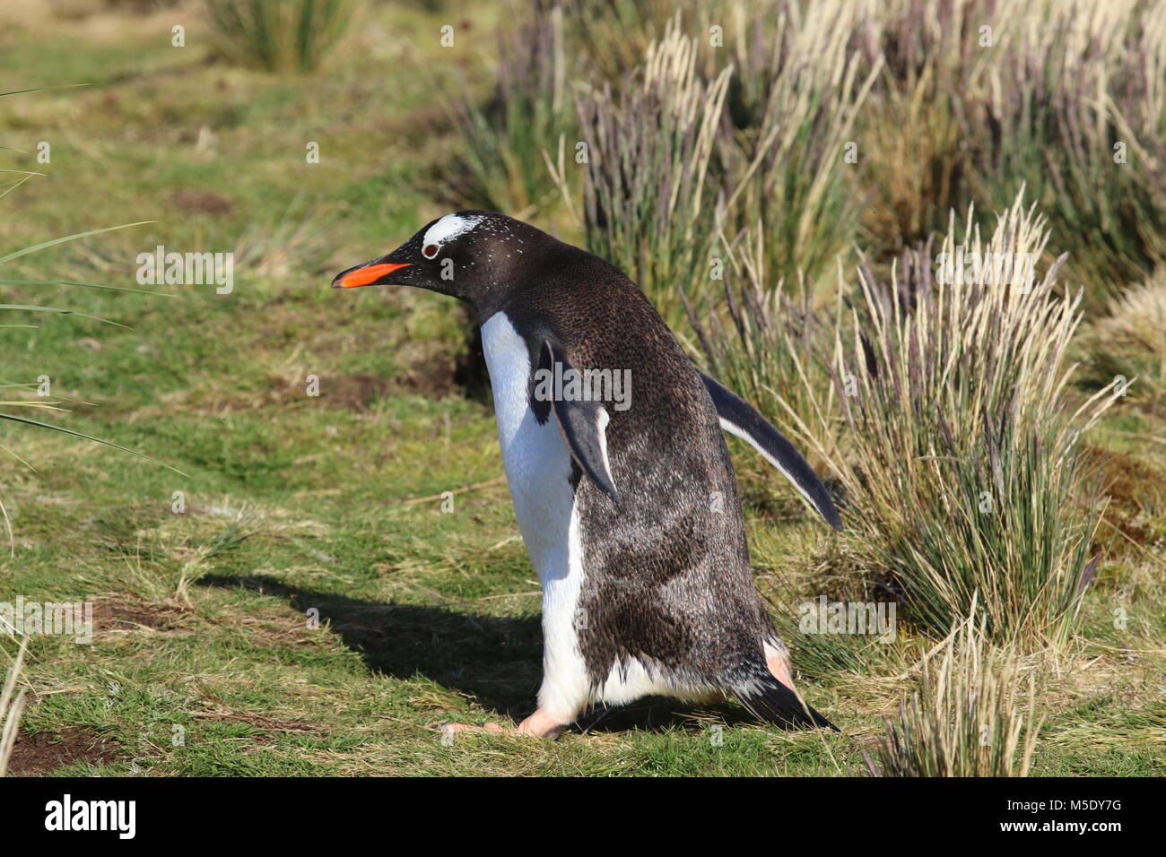 South Georgia penguin bird life Stock Photo - Alamy