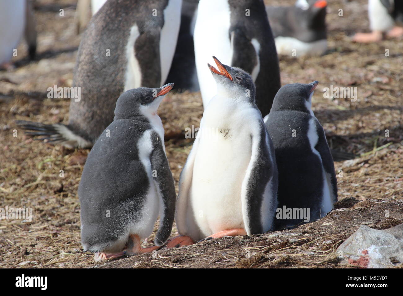 South Georgia penguin bird life Stock Photo - Alamy