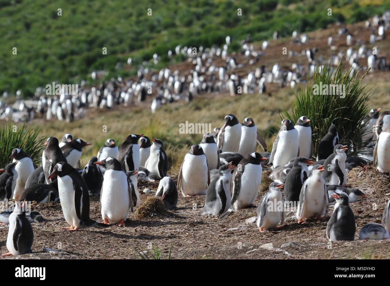 South Georgia penguin bird life Stock Photo - Alamy
