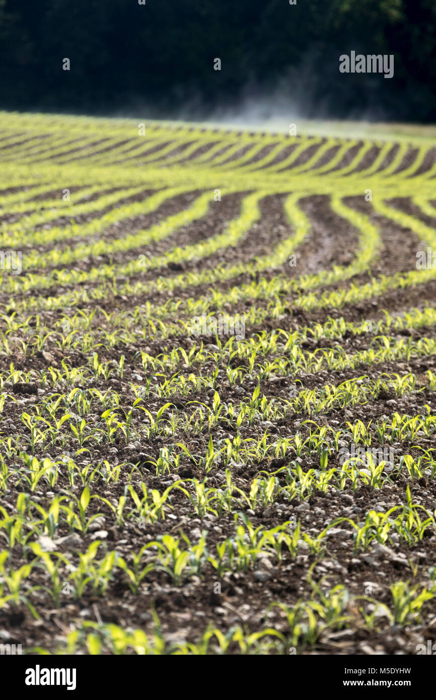 Canton Jura, Switzerland, field, field, young maize Stock Photo - Alamy