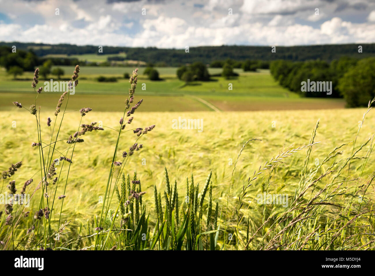 Canton Jura, Switzerland, wheat, wheat field, clouds, skies, fields ...