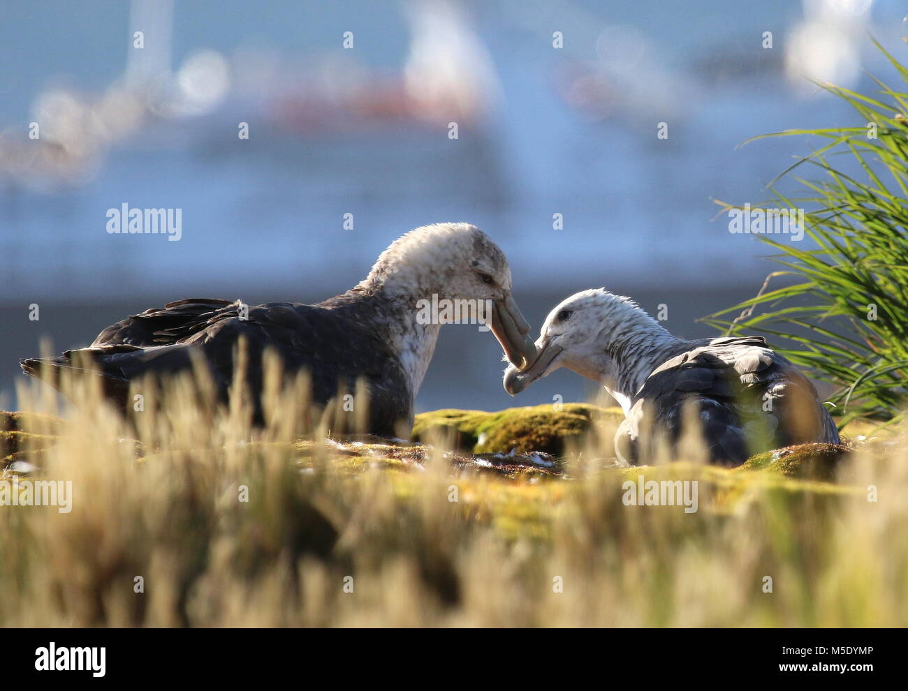 South Georgia bird life Stock Photo - Alamy