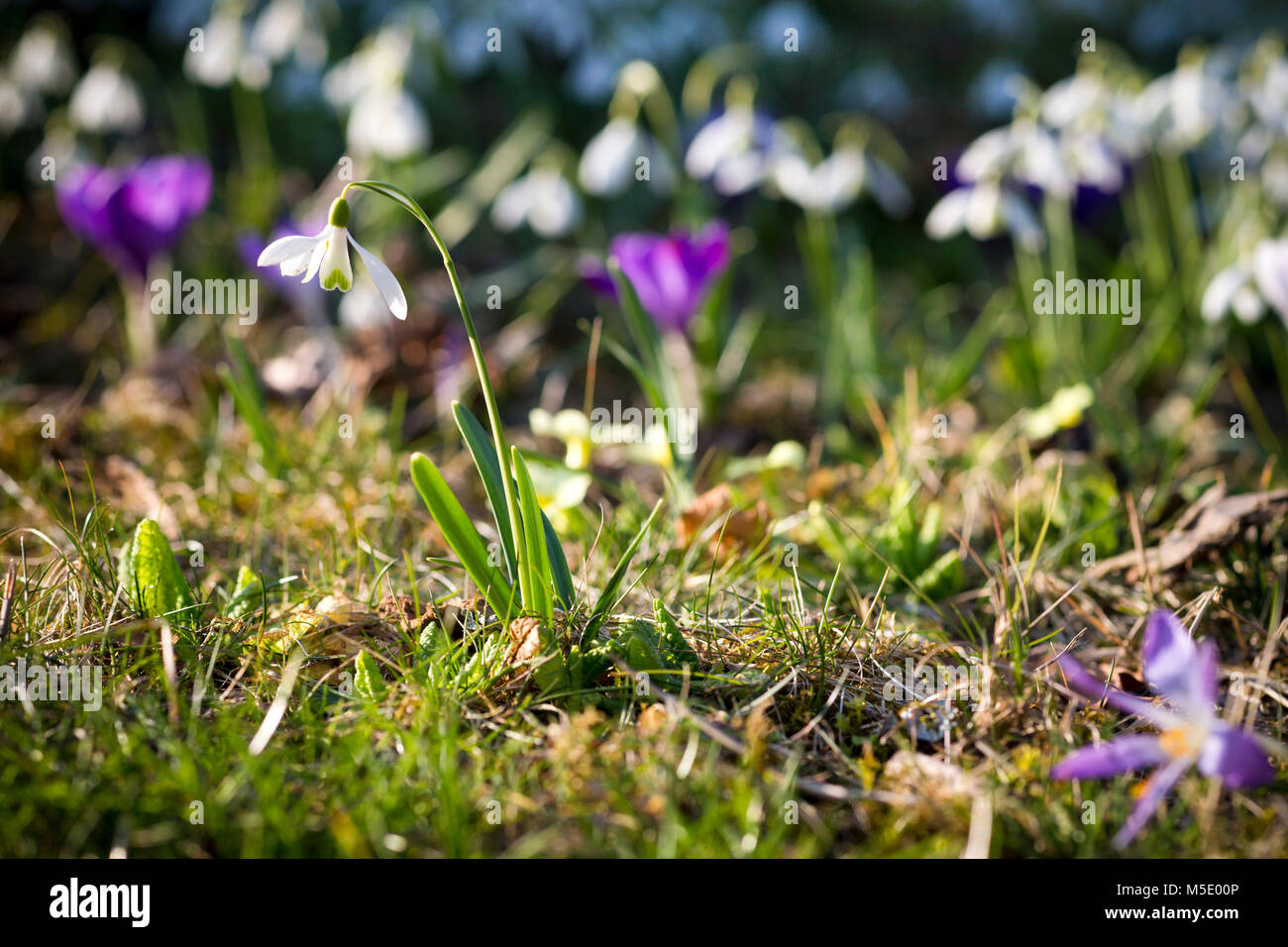 Snow Bells Flowers High Resolution Stock Photography and Images - Alamy