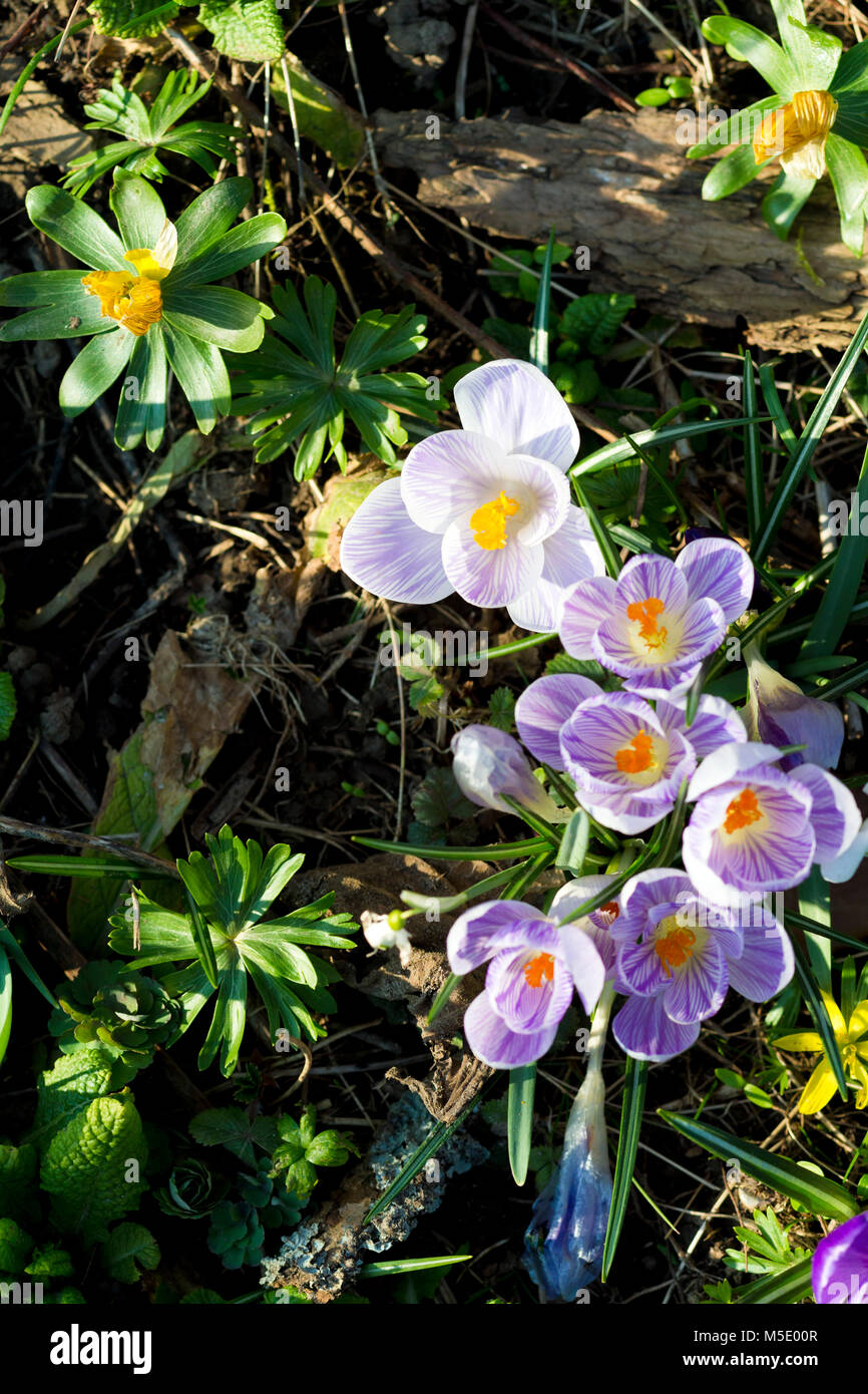 Flora and fauna, flowers hi-res stock photography and images - Alamy