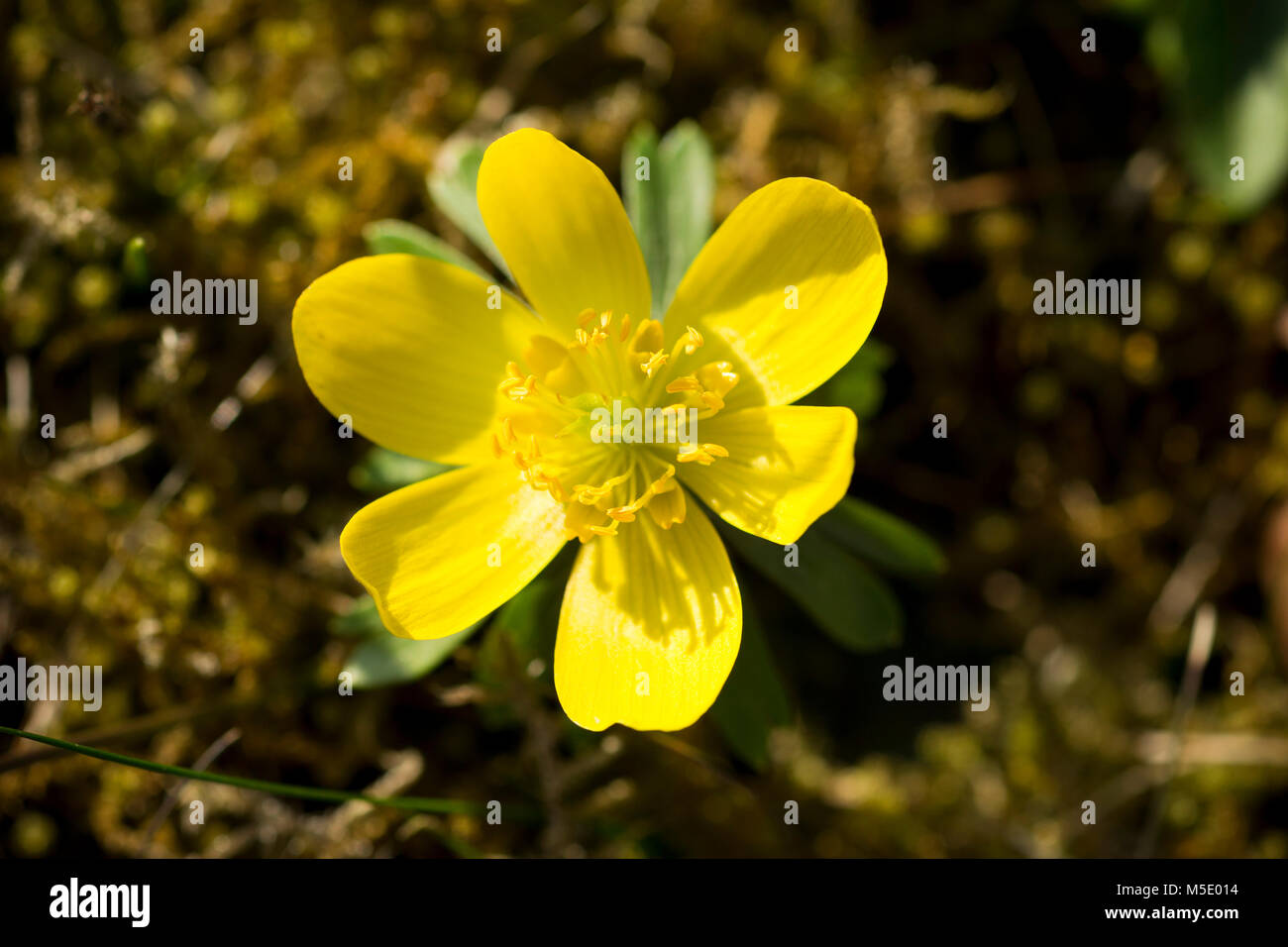 Spring, Winterling, flower, flora, fauna Stock Photo - Alamy