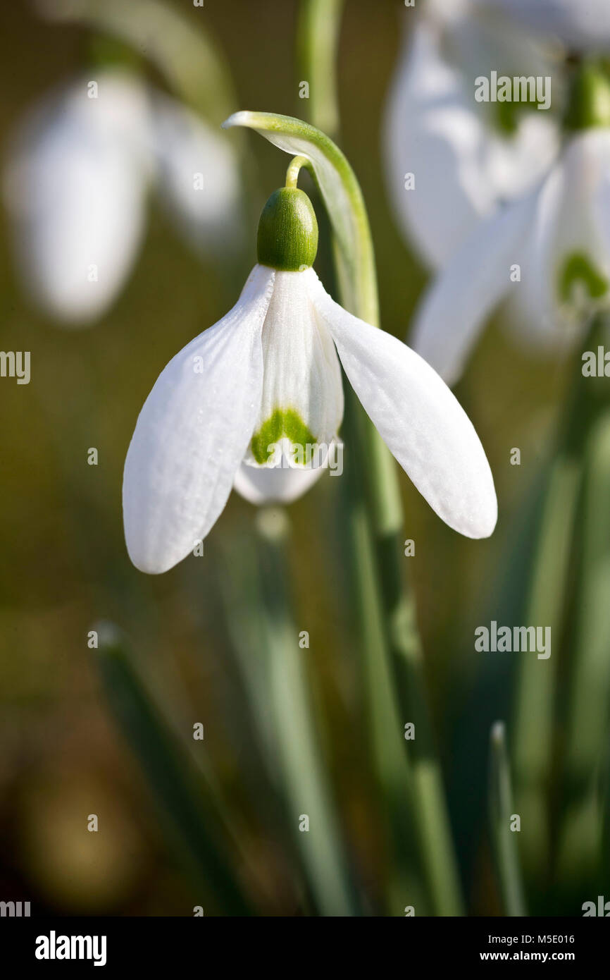 Little bells hi-res stock photography and images - Alamy