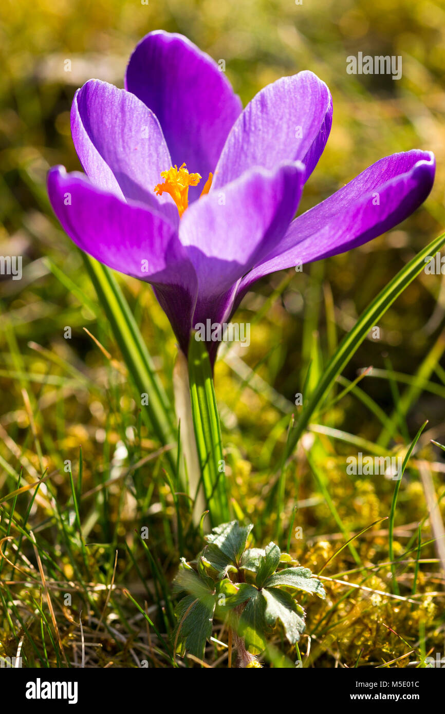 Flower, spring, flora, fauna, crocus Stock Photo - Alamy