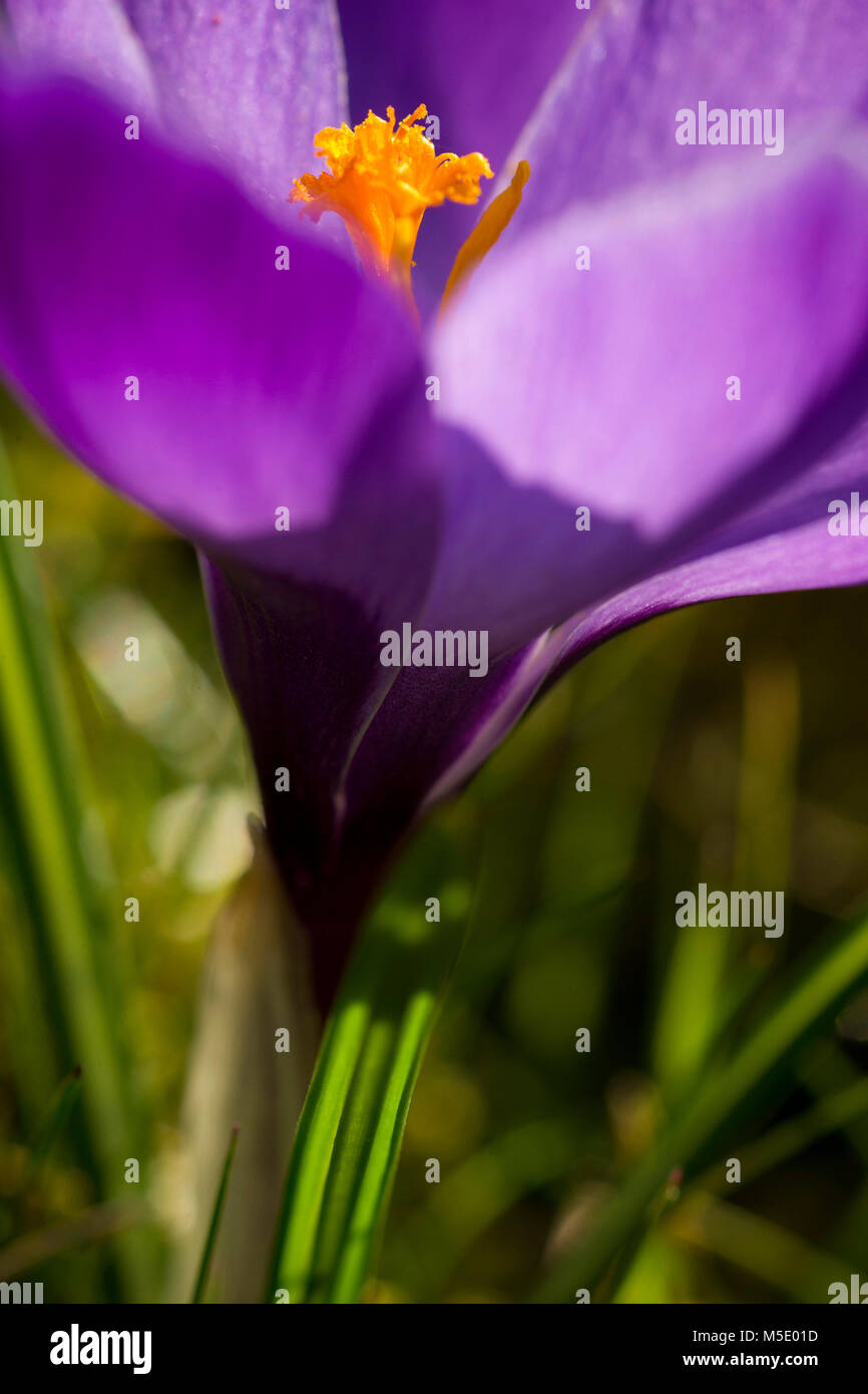 Spring flora and fauna hi-res stock photography and images - Alamy