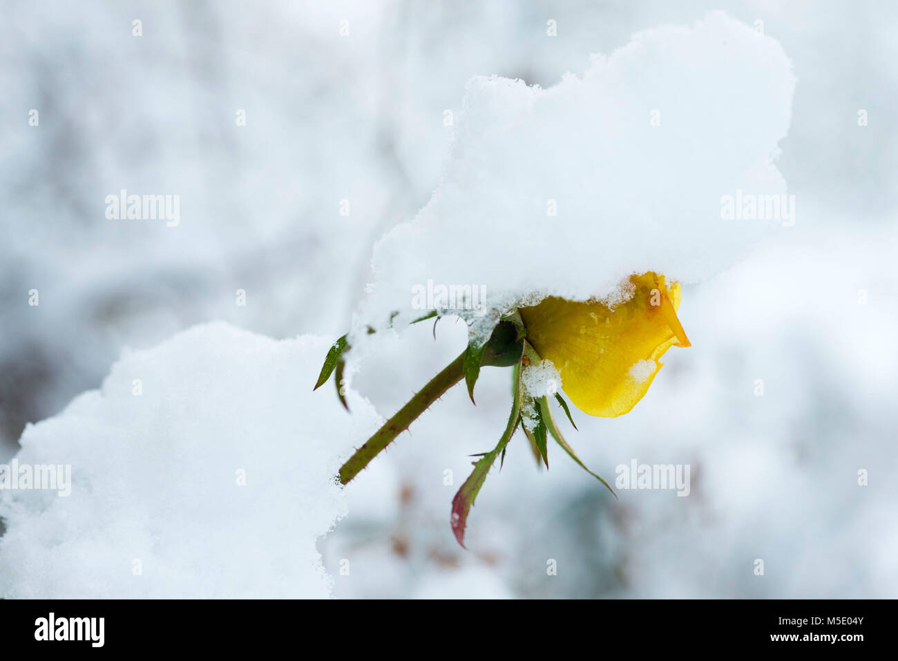 Coldly hi-res stock photography and images - Alamy