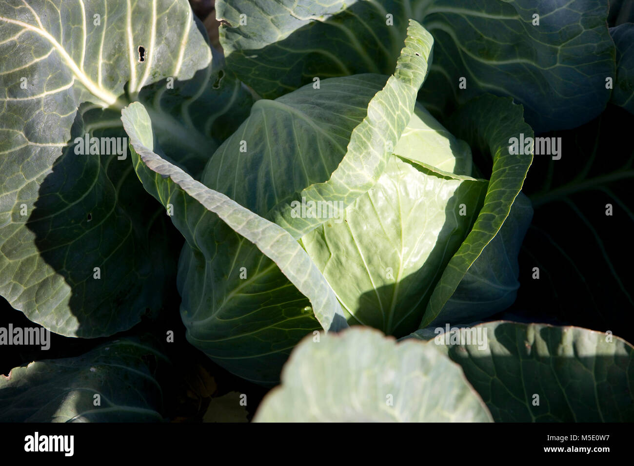 Cabbage, Kabis, Weisskabis, field, green, vegetables, plant Stock Photo ...