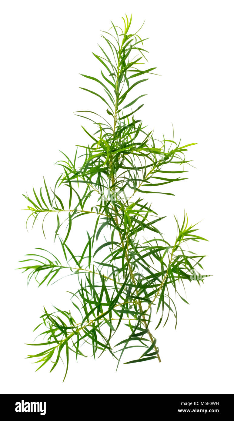fresh tea tree leaves isolated on white background Stock Photo - Alamy