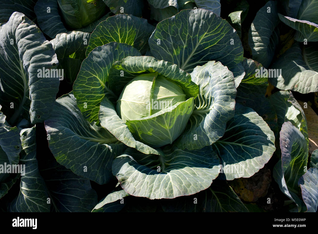 Weisskabis hi-res stock photography and images - Alamy