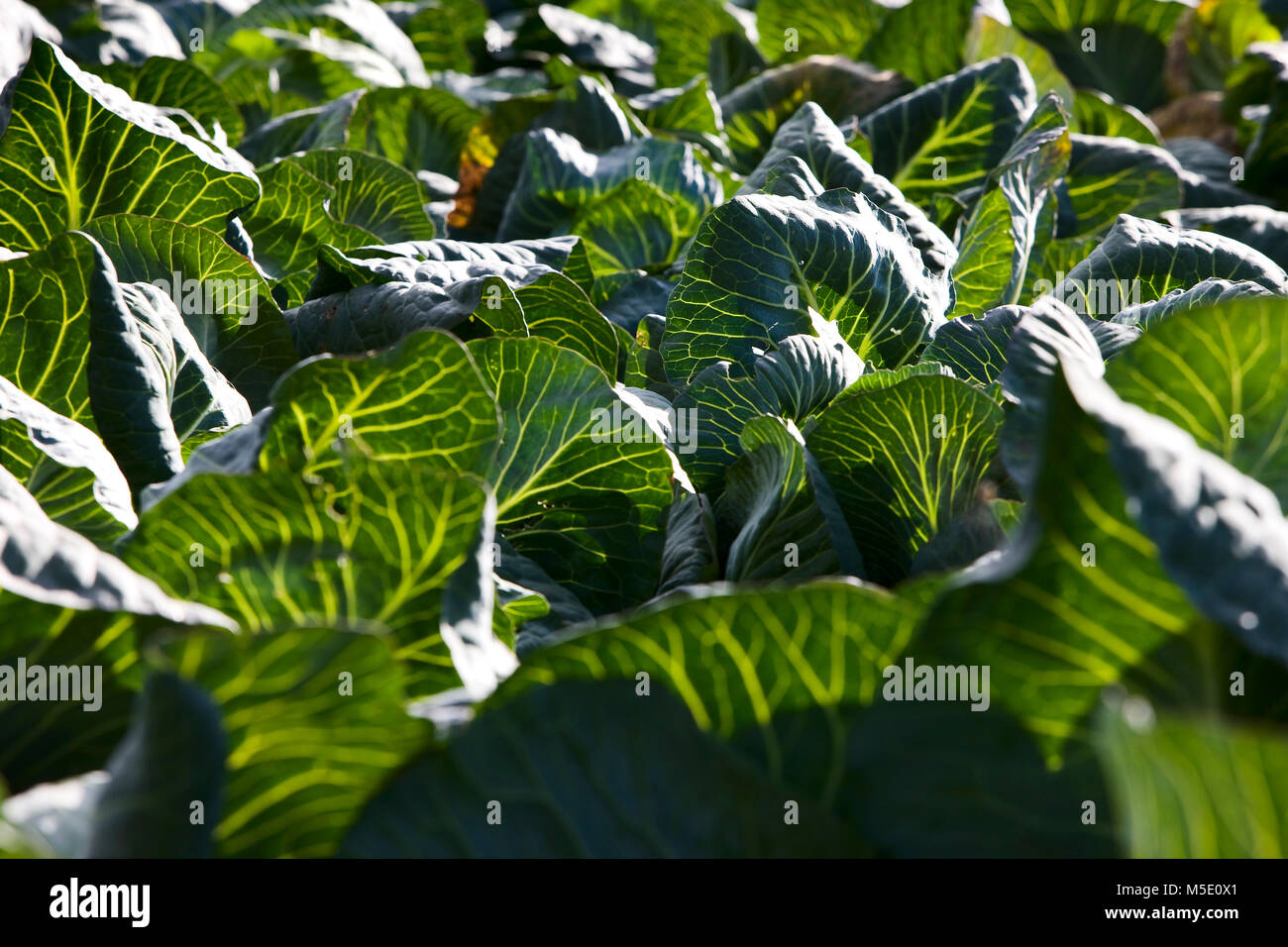 Weisskabis hi-res stock photography and images - Alamy
