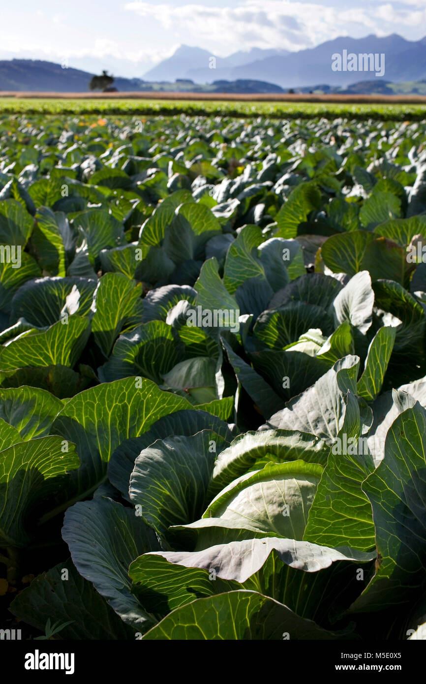 Cabbage, Kabis, Weisskabis, field, green, vegetables, plant ...