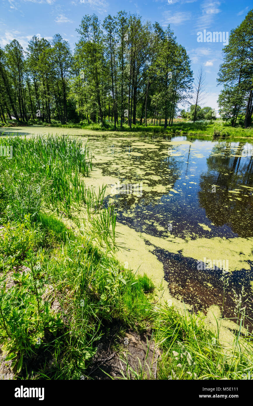Landscape with swamp duckweed on the water and trees growing along the ...