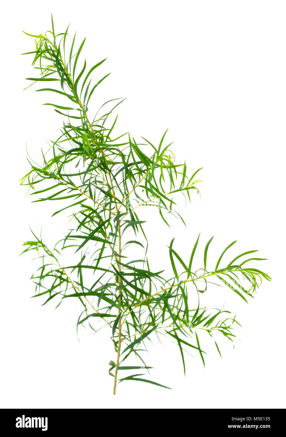 fresh tea tree leaves isolated on white background Stock Photo - Alamy