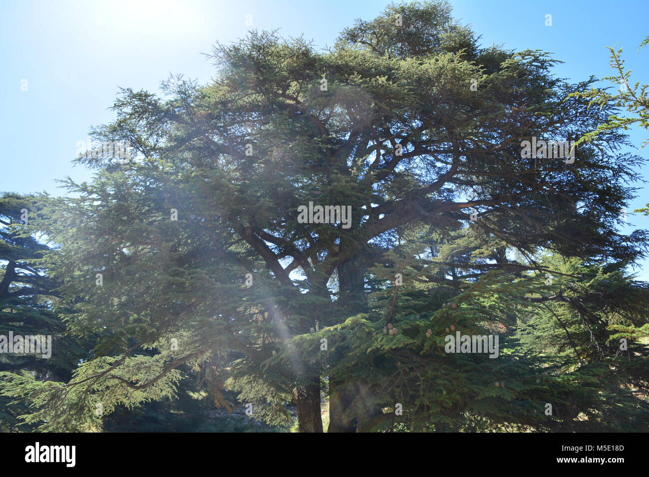 Bright trees in sunny hi-res stock photography and images - Alamy