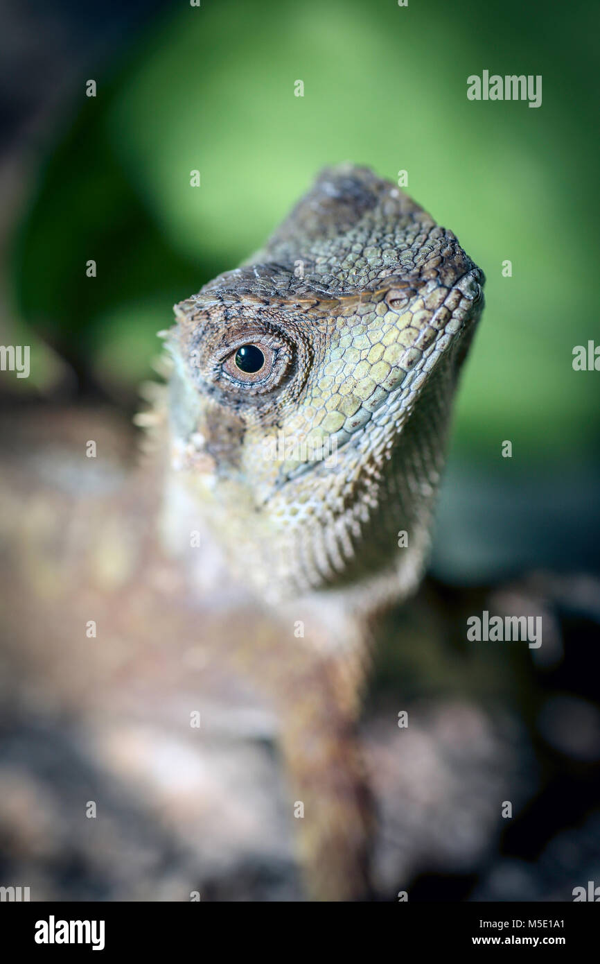 Mountain horned dragon Stock Photo - Alamy