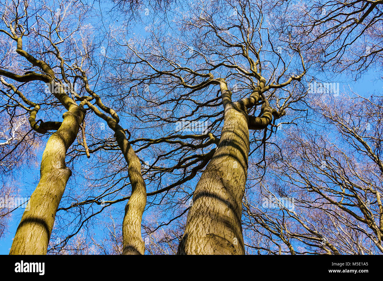 Tree tops in the forest with blue sky Stock Photo - Alamy