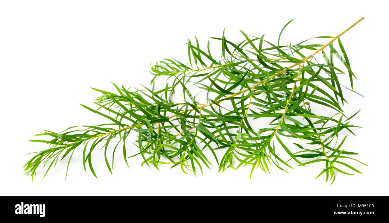 fresh tea tree leaves isolated on white background Stock Photo - Alamy