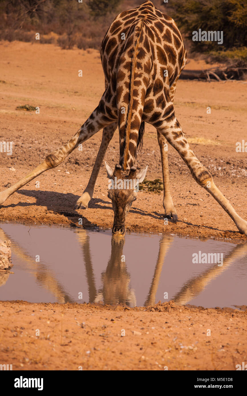 Desert Giraffe at waterhole 1 Stock Photo - Alamy