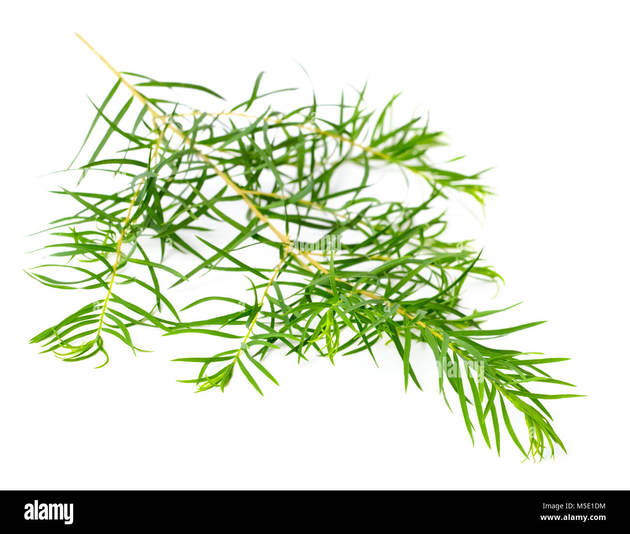 fresh tea tree leaves isolated on white background Stock Photo - Alamy