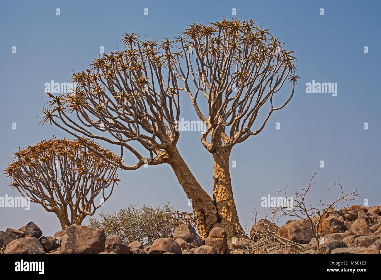 Aloidendron dichotomum, the Quiver Tree. in Soutern Namibia 8 Stock ...