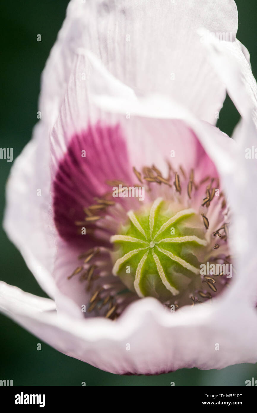 Veins in a poppy hi-res stock photography and images - Alamy