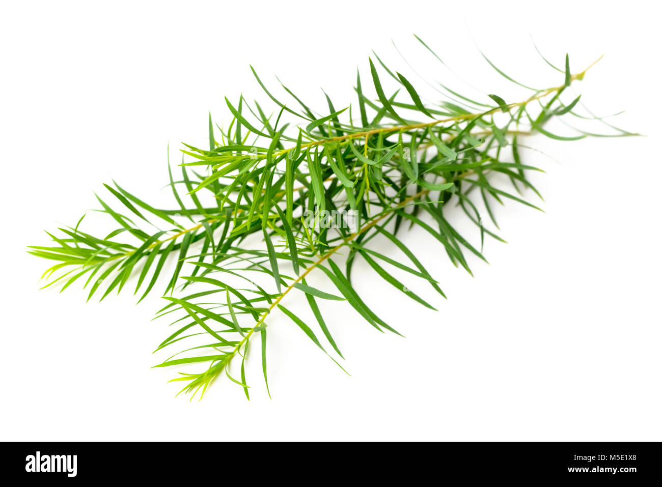 fresh tea tree leaves isolated on white background Stock Photo - Alamy