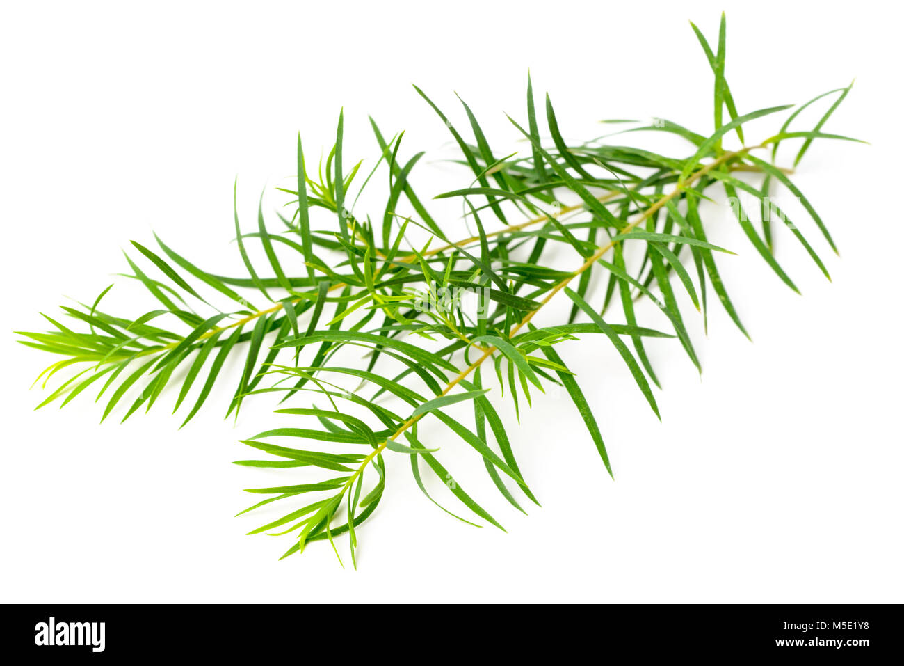 fresh tea tree leaves isolated on white background Stock Photo - Alamy