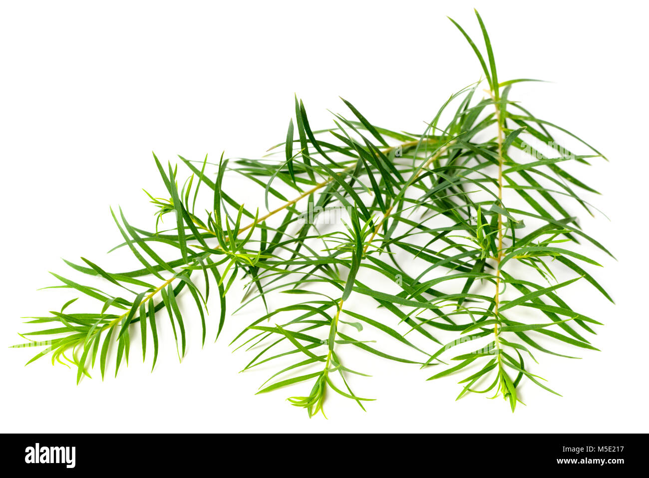 fresh tea tree leaves isolated on white background Stock Photo - Alamy