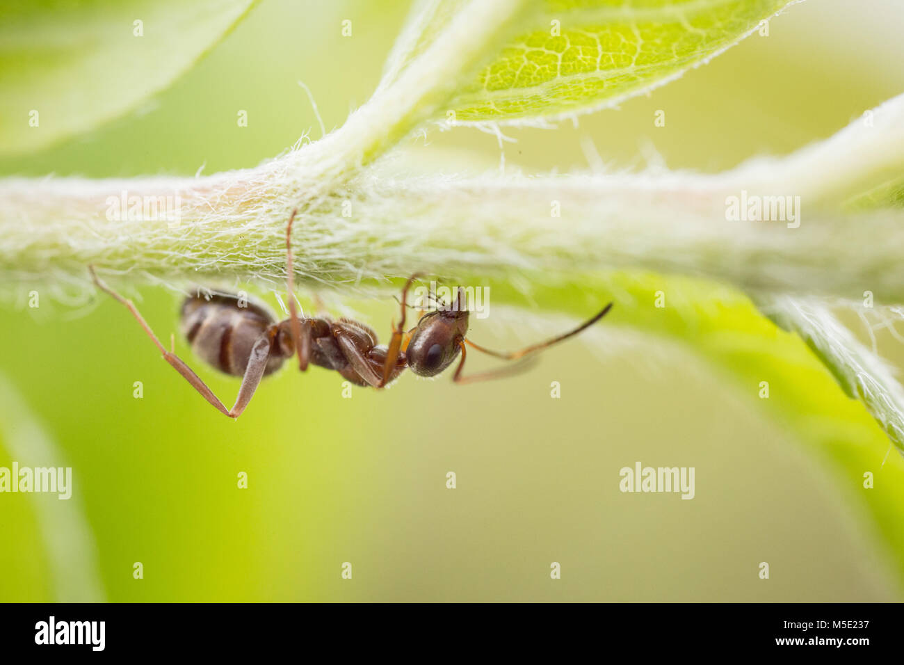 summer, detail, color, small, beauty, bug, bright, garden, fauna ...