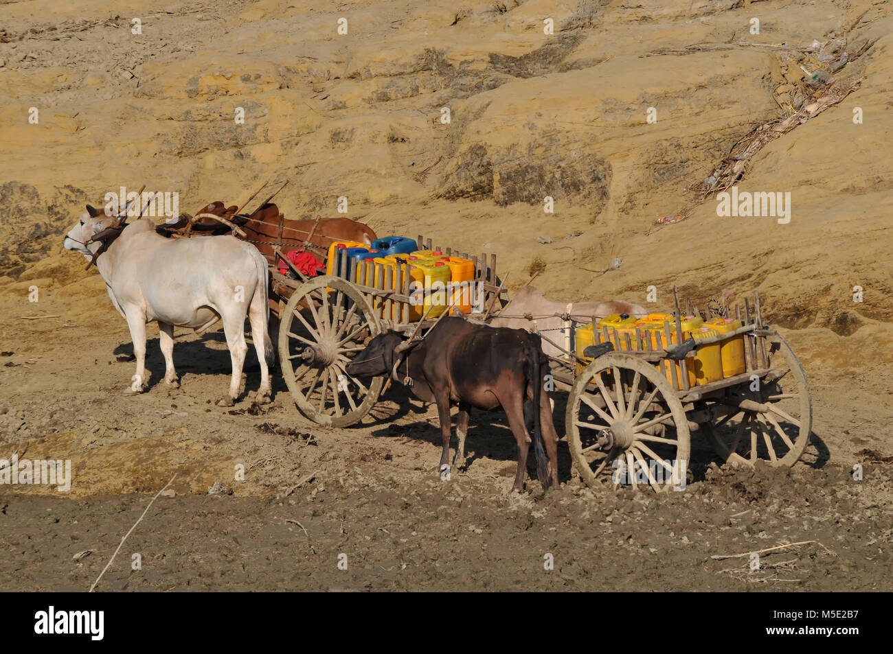 Cows pulling a wagon loaded with water containers on the riverbanks of ...