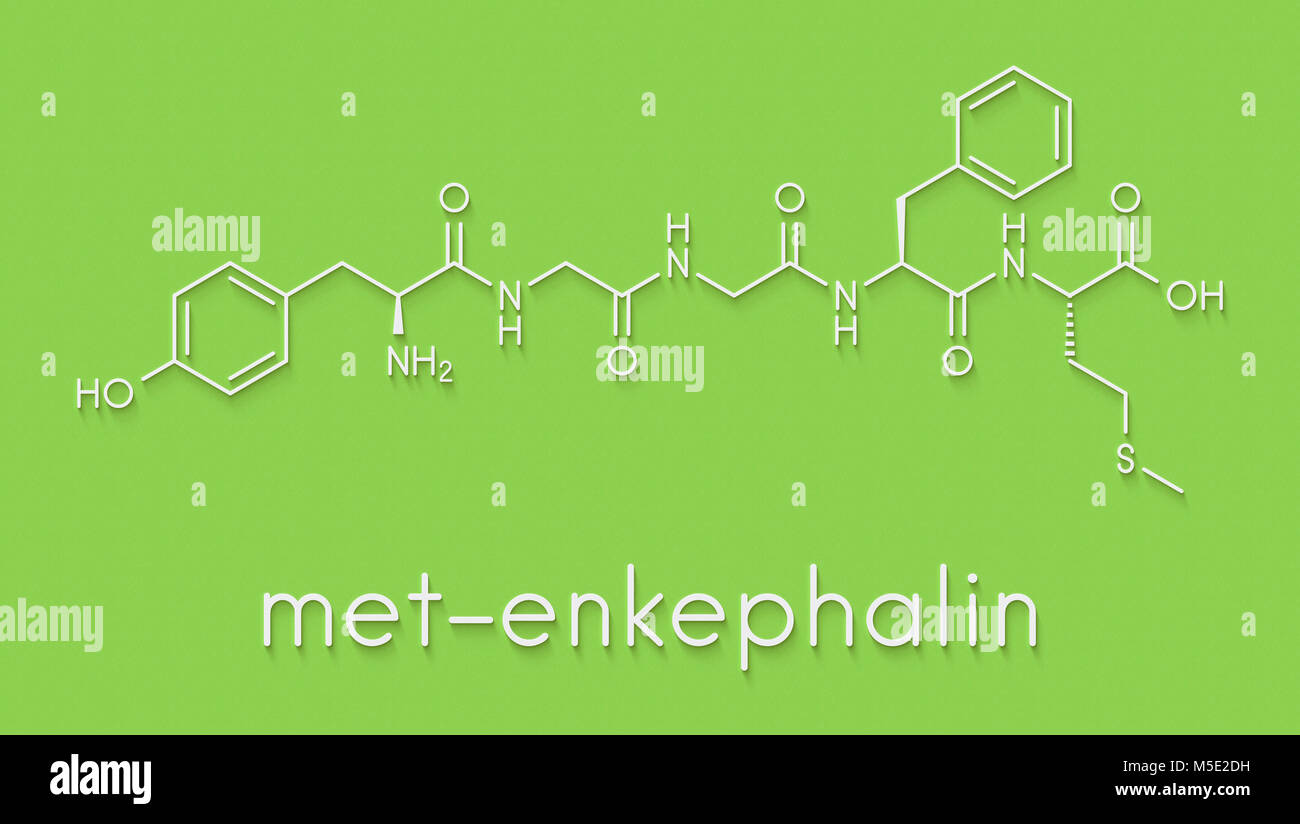 Met-enkephalin endogenous opioid peptide molecule. Skeletal formula ...