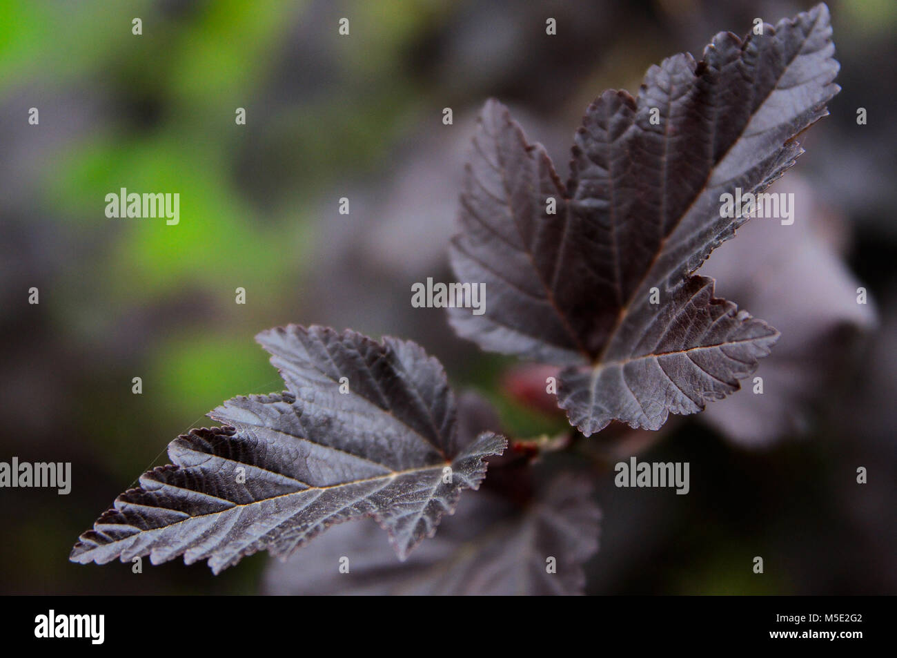 Brown plant (Physocarpus opulifolius) closeup Stock Photo - Alamy