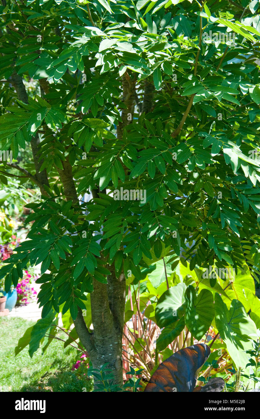 Maackia amurensis, foliage, tree Stock Photo - Alamy