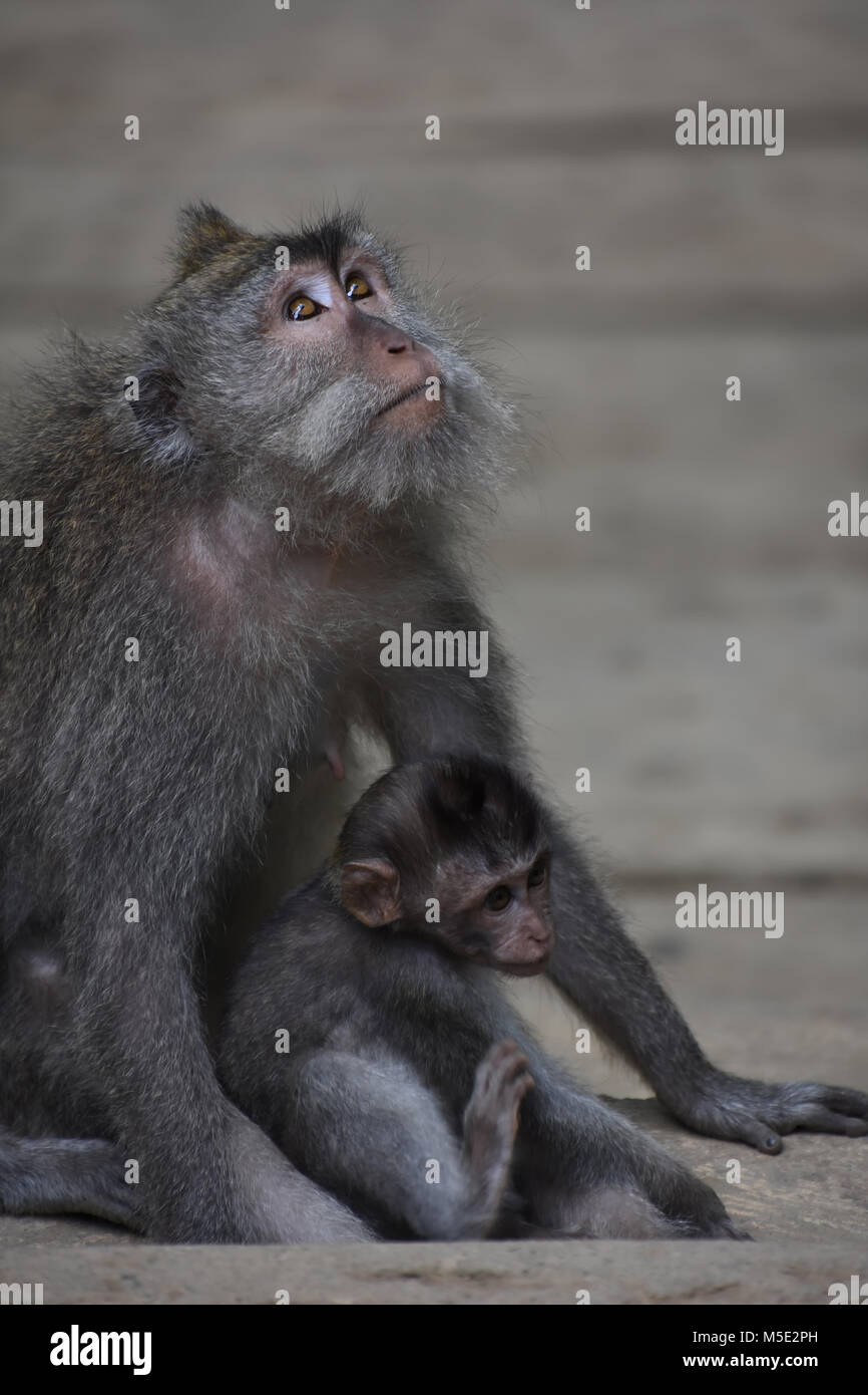 An adult macaque female monkey with baby looking up Stock Photo - Alamy