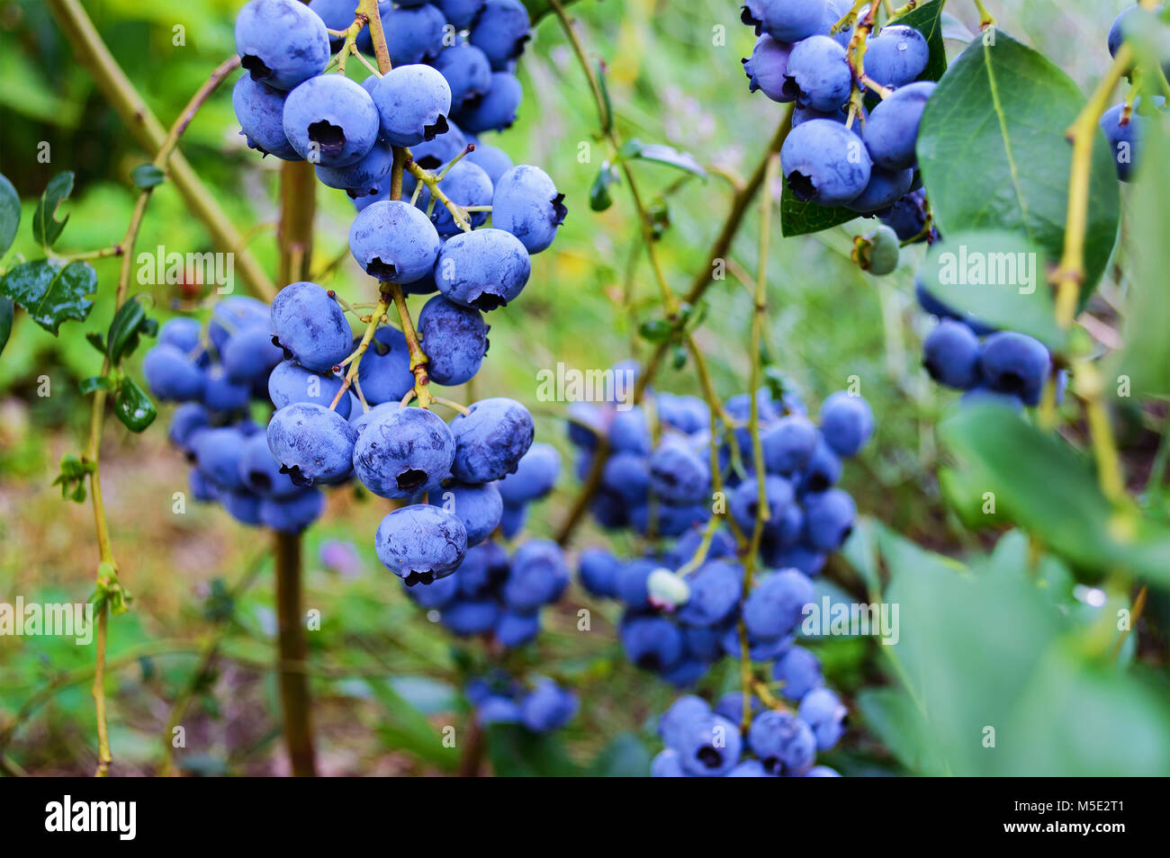 Branch of ripe blueberry in the garden Stock Photo - Alamy